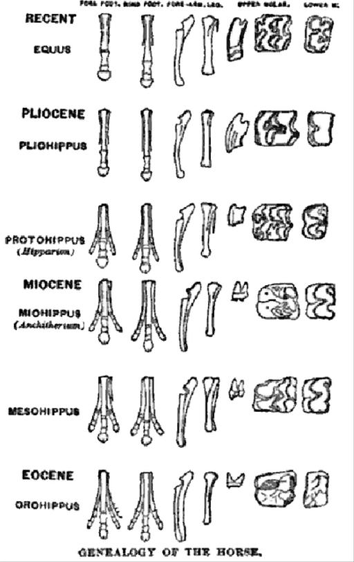 Miohippus Diagram